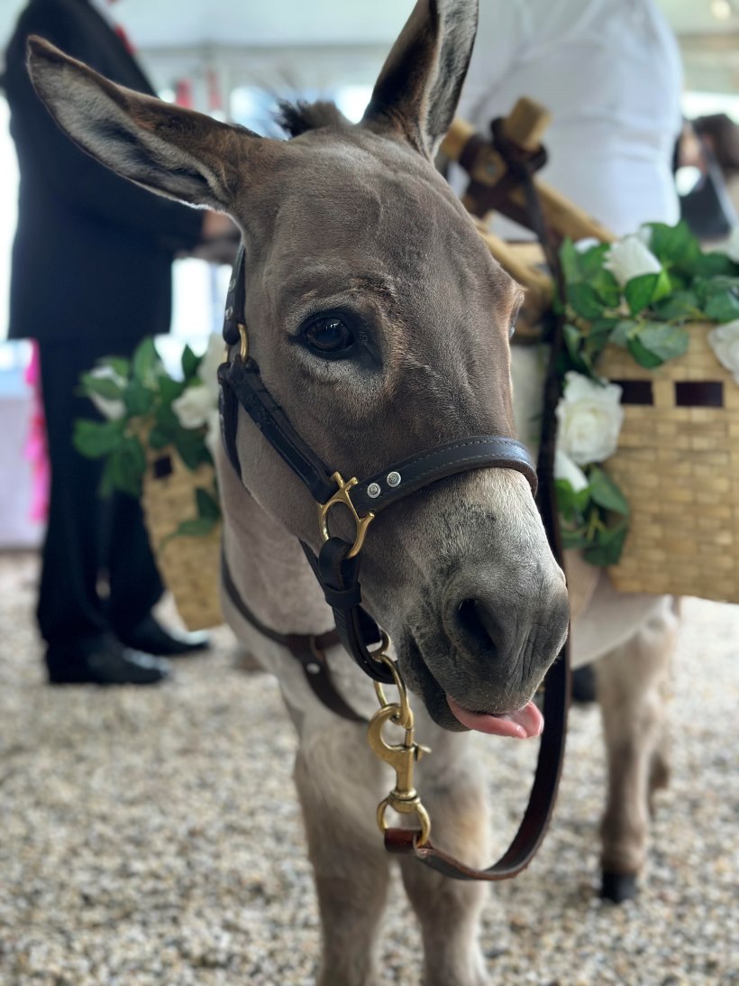 Beer donkey wedding 60 photos - Astyledwedding.com